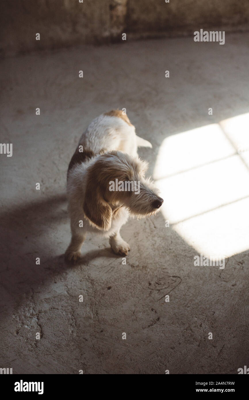 Dog looking away Stock Photo - Alamy