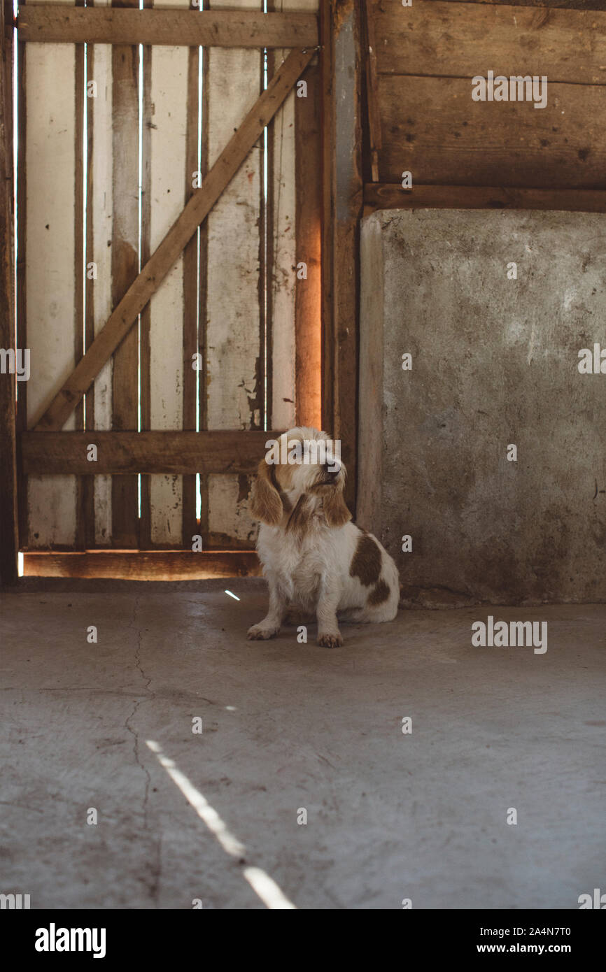 Dog sitting in front of gate Stock Photo - Alamy