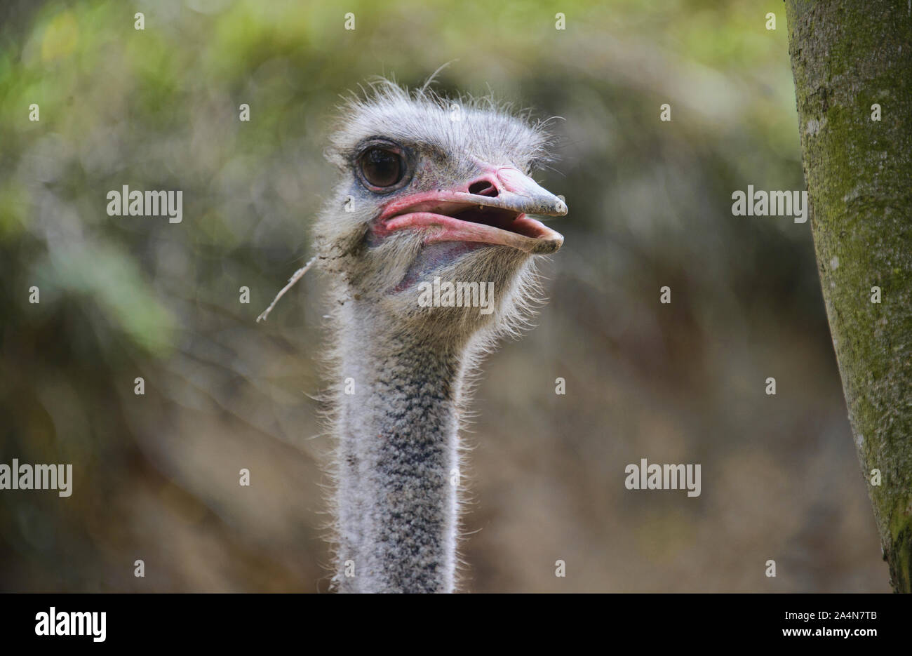 Amaru biopark hi-res stock photography and images - Alamy