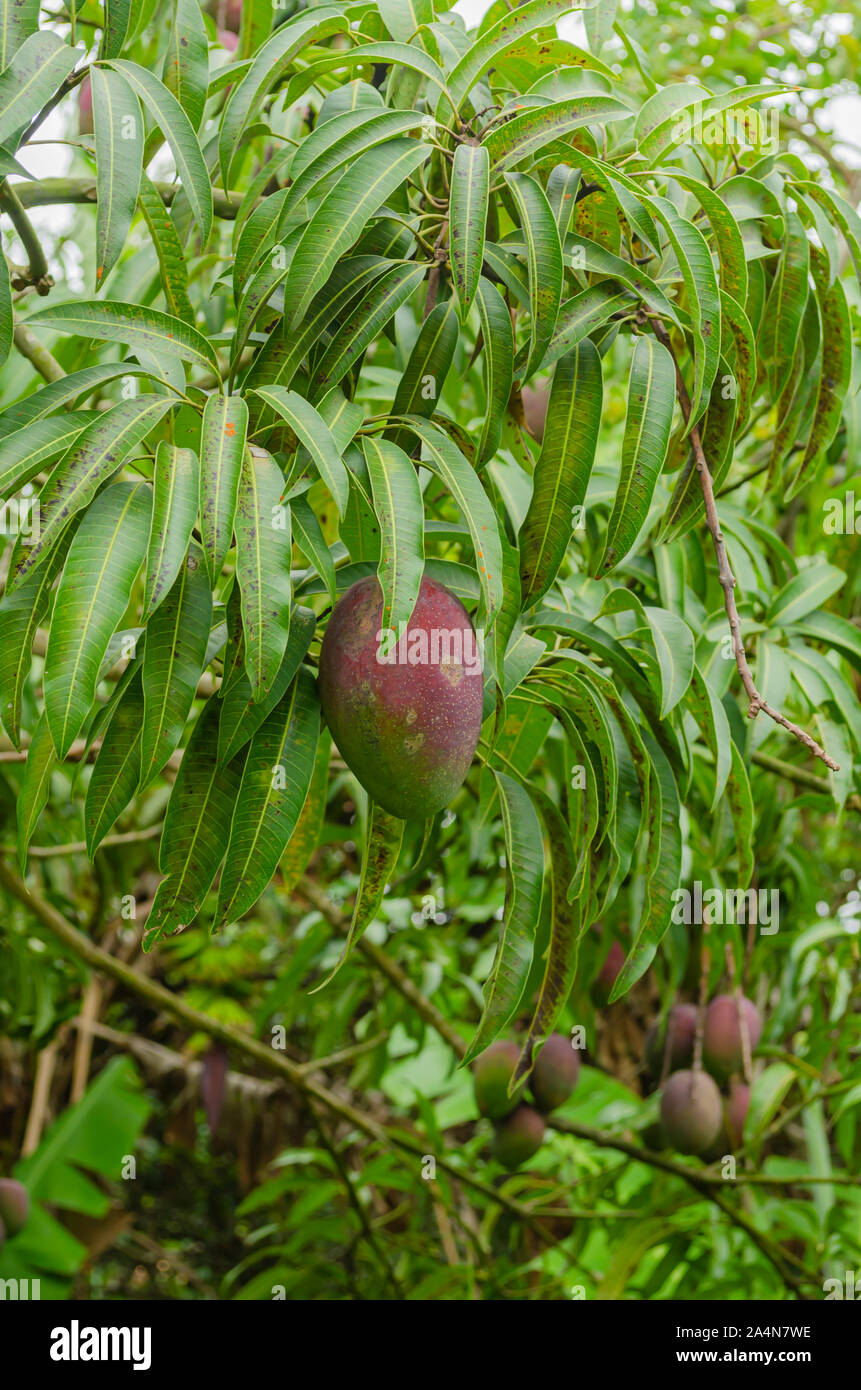 Mango trees fruit mangifera indica hi-res stock photography and images ...