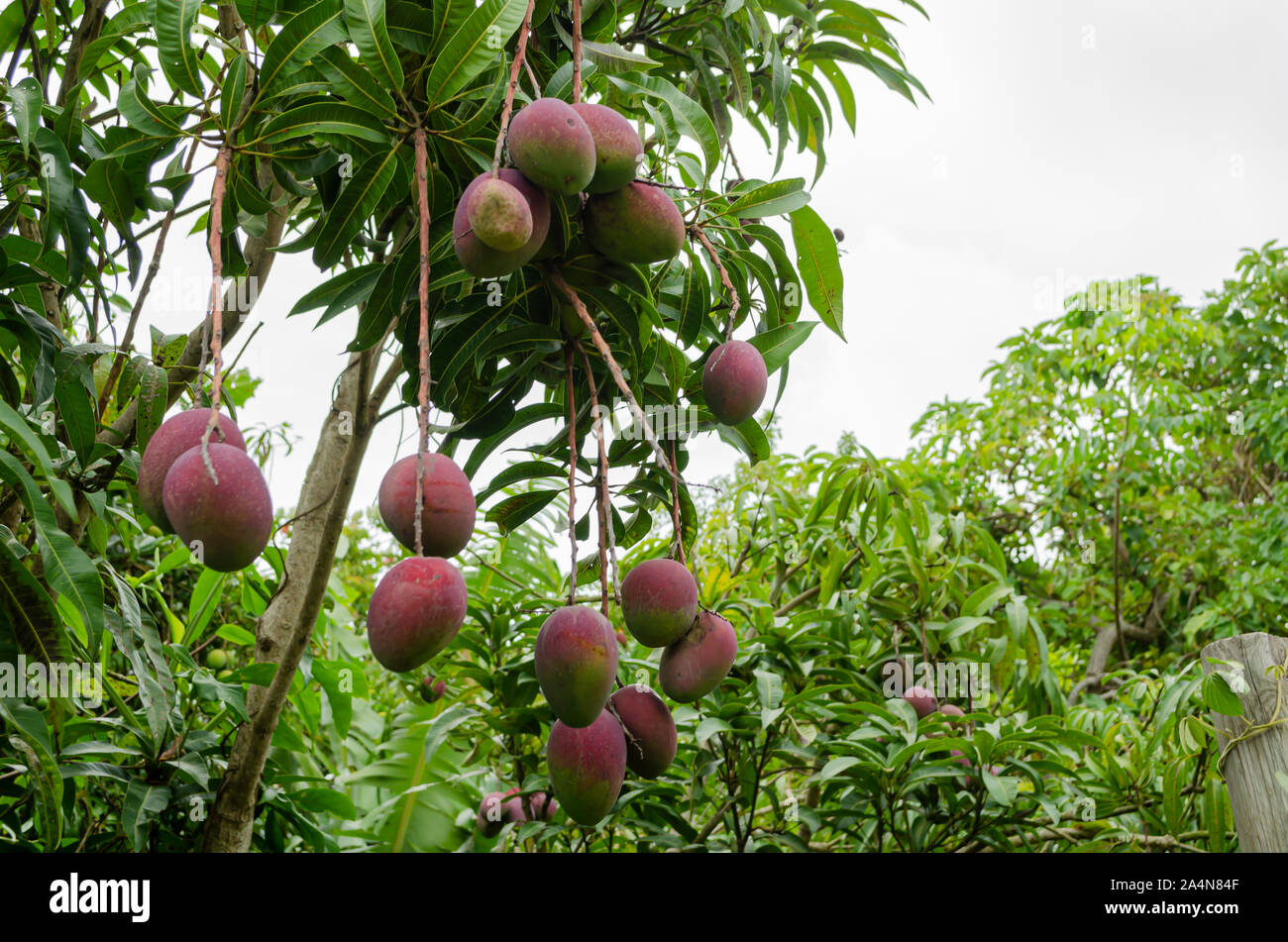Mango irwin hi-res stock photography and images - Alamy