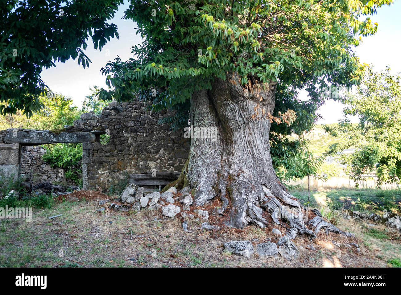 very old chestnuts tree Stock Photo - Alamy