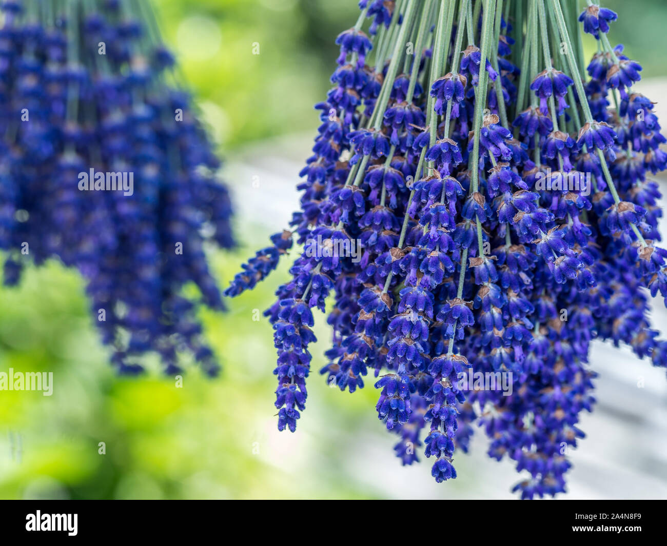 Hanging lavender to dry hi-res stock photography and images - Alamy