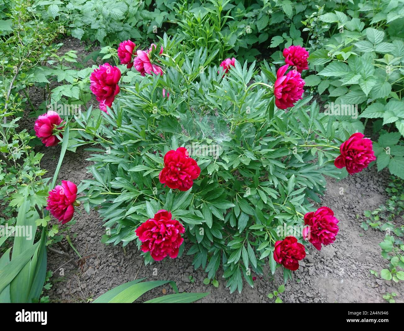 A bush of beautiful bright red large peonies with bright green foliage ...
