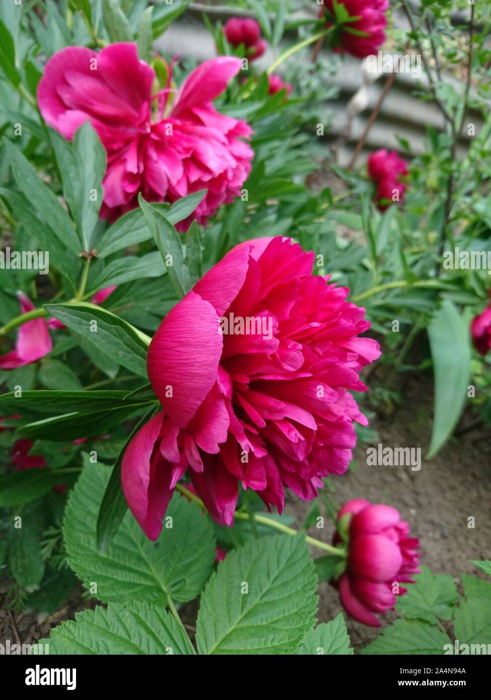 A bush of beautiful bright red large peonies with bright green foliage ...