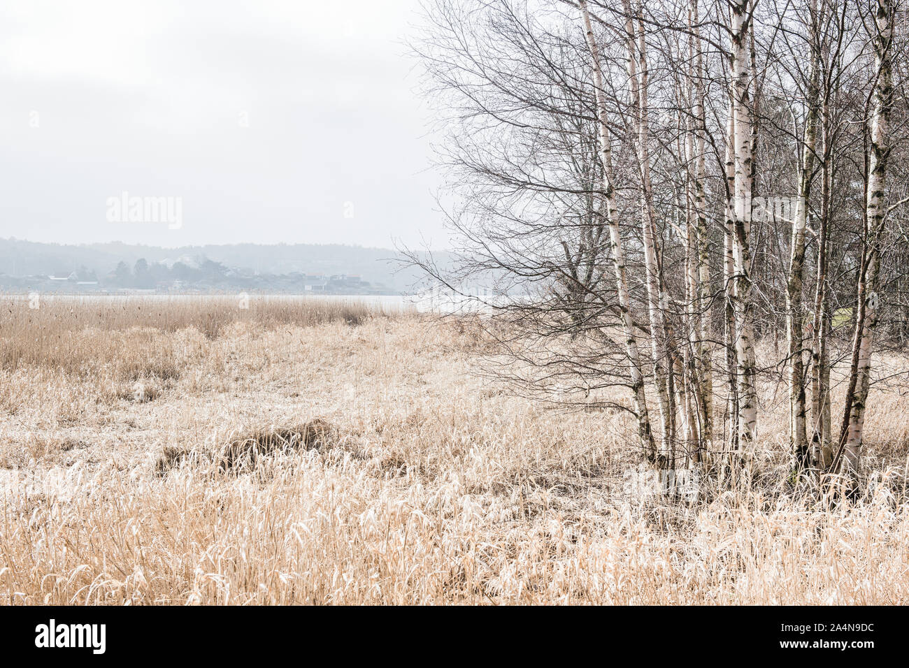 Trees in meadow Stock Photo - Alamy