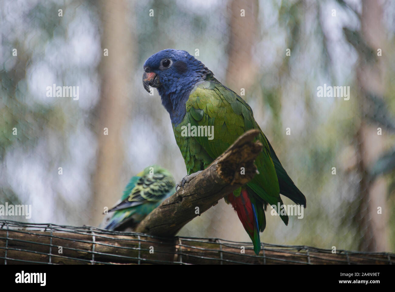Blue-headed parrots at clay lick, Pionus menstruus, Cuenca, Ecuador ...
