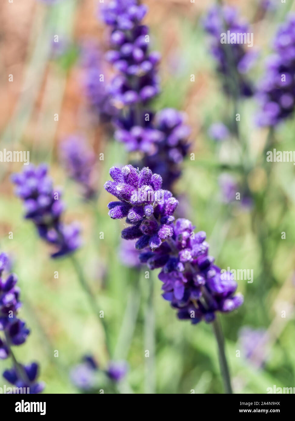Purple lavender landscape Stock Photo - Alamy