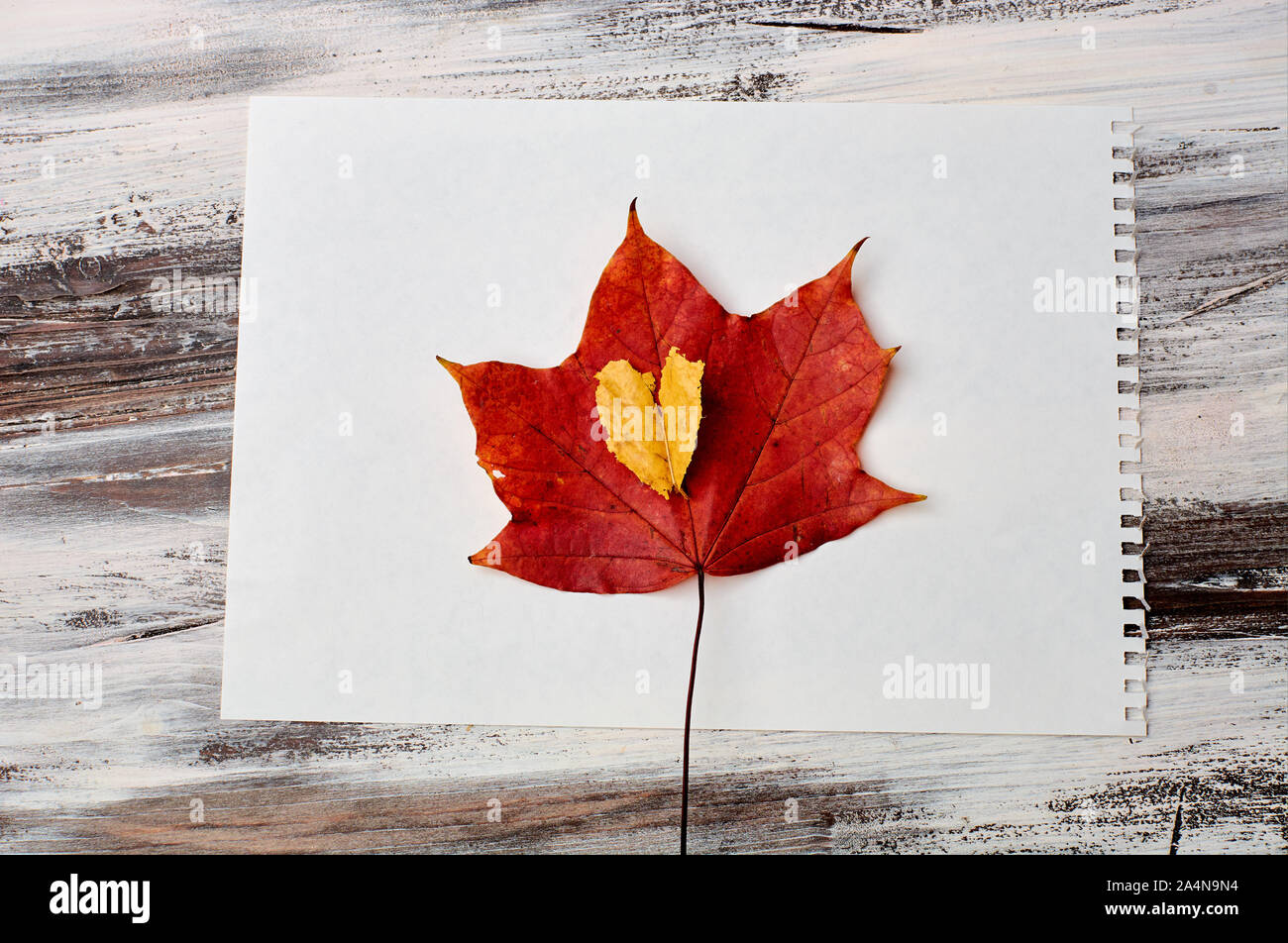 Colorful vertical frame of fallen autumn leaves chestnuts Stock Photo ...