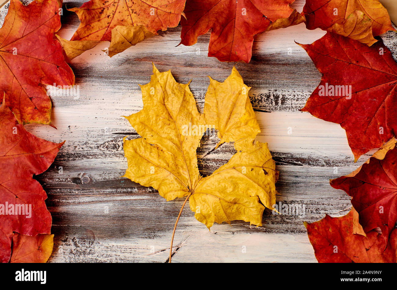 Colorful vertical frame of fallen autumn leaves chestnuts Stock Photo ...