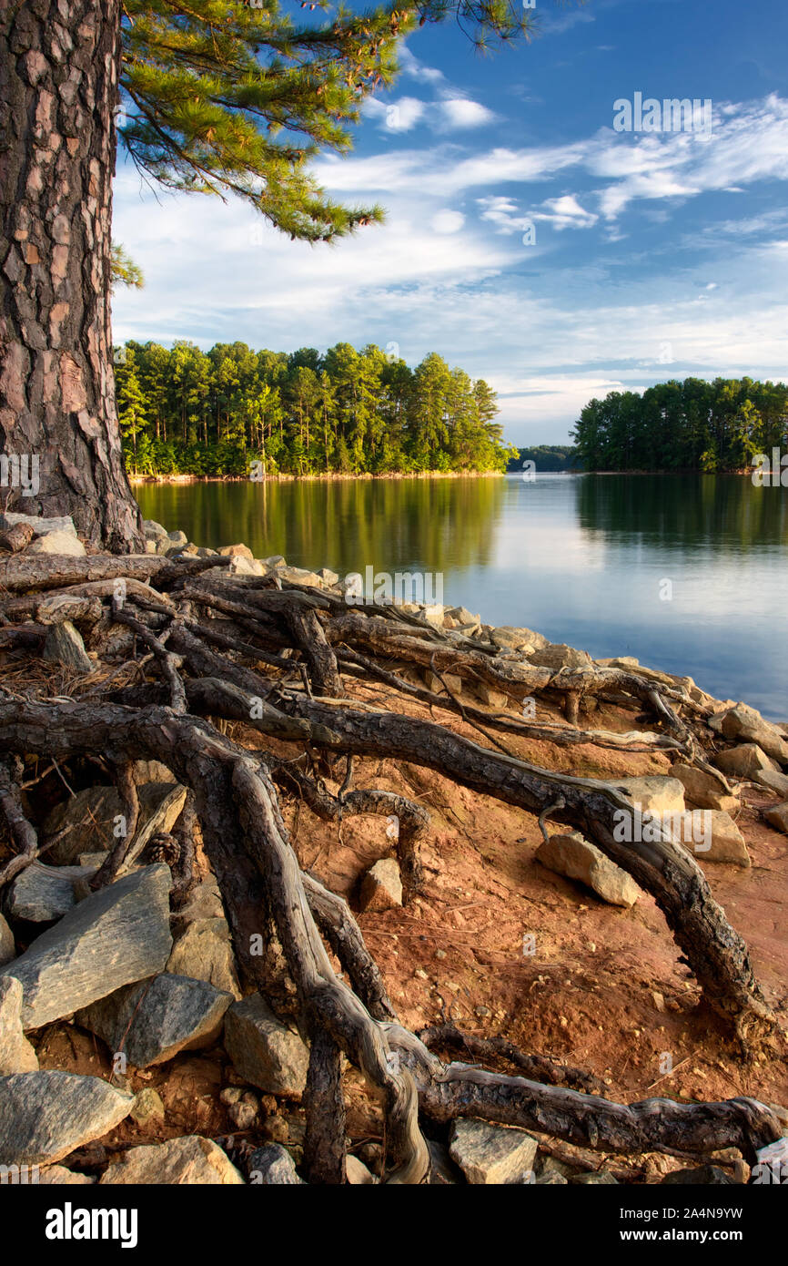 Tree root roots erosion bank hi-res stock photography and images - Alamy