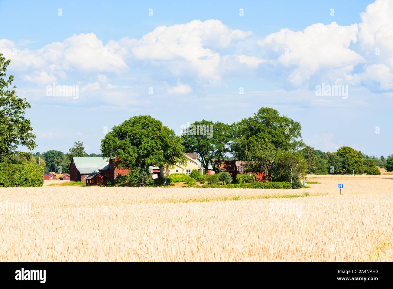 Wheat field and farm buildings Stock Photo - Alamy