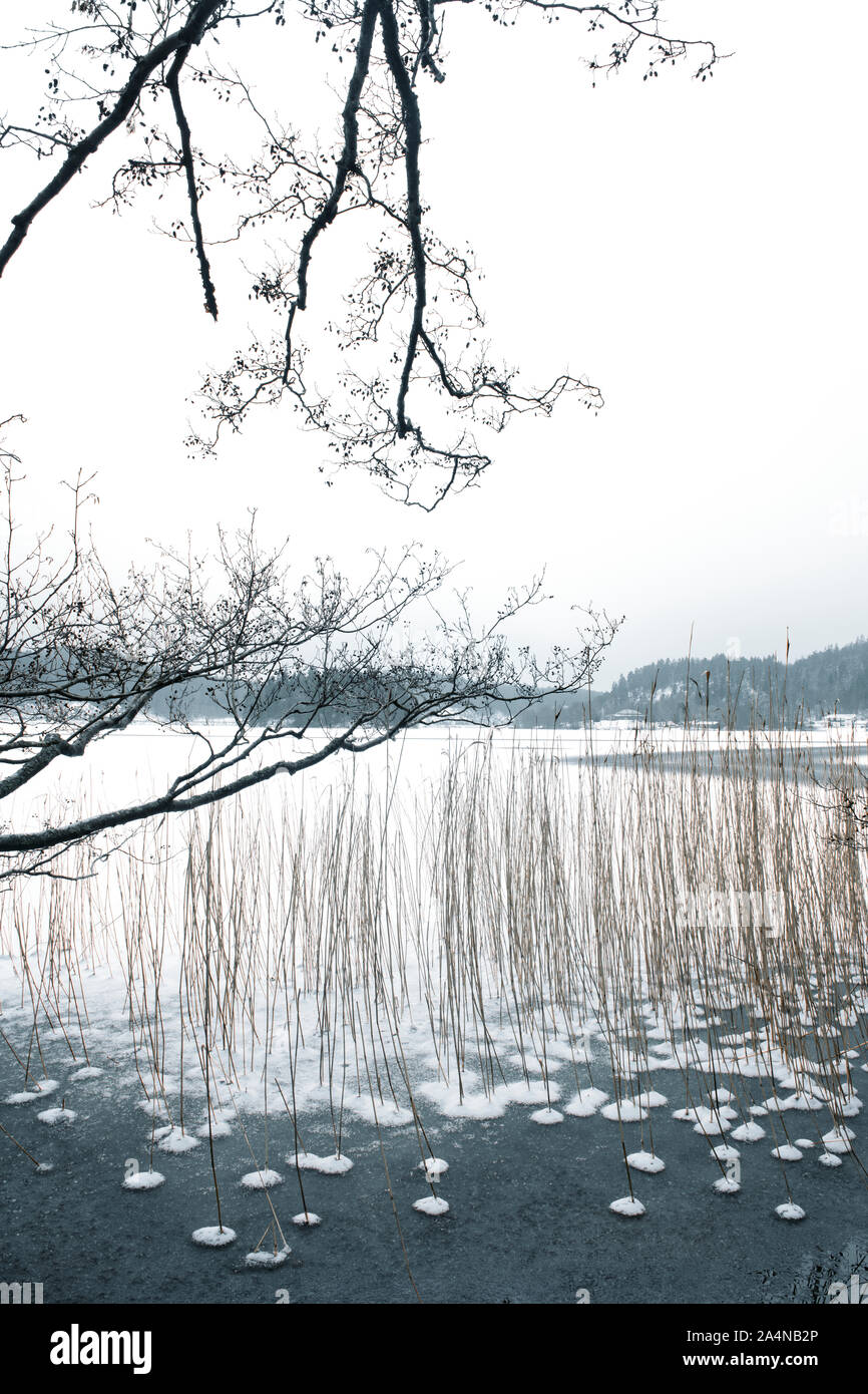 Reed branch hi-res stock photography and images - Alamy