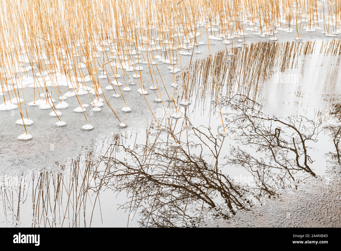 Reed branch hi-res stock photography and images - Alamy