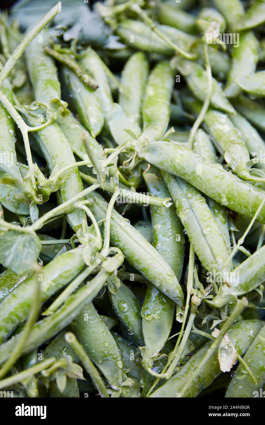 Green beans covered on water drops Stock Photo - Alamy