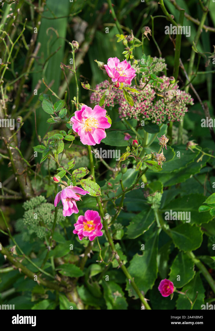 Downy rose hi-res stock photography and images - Alamy