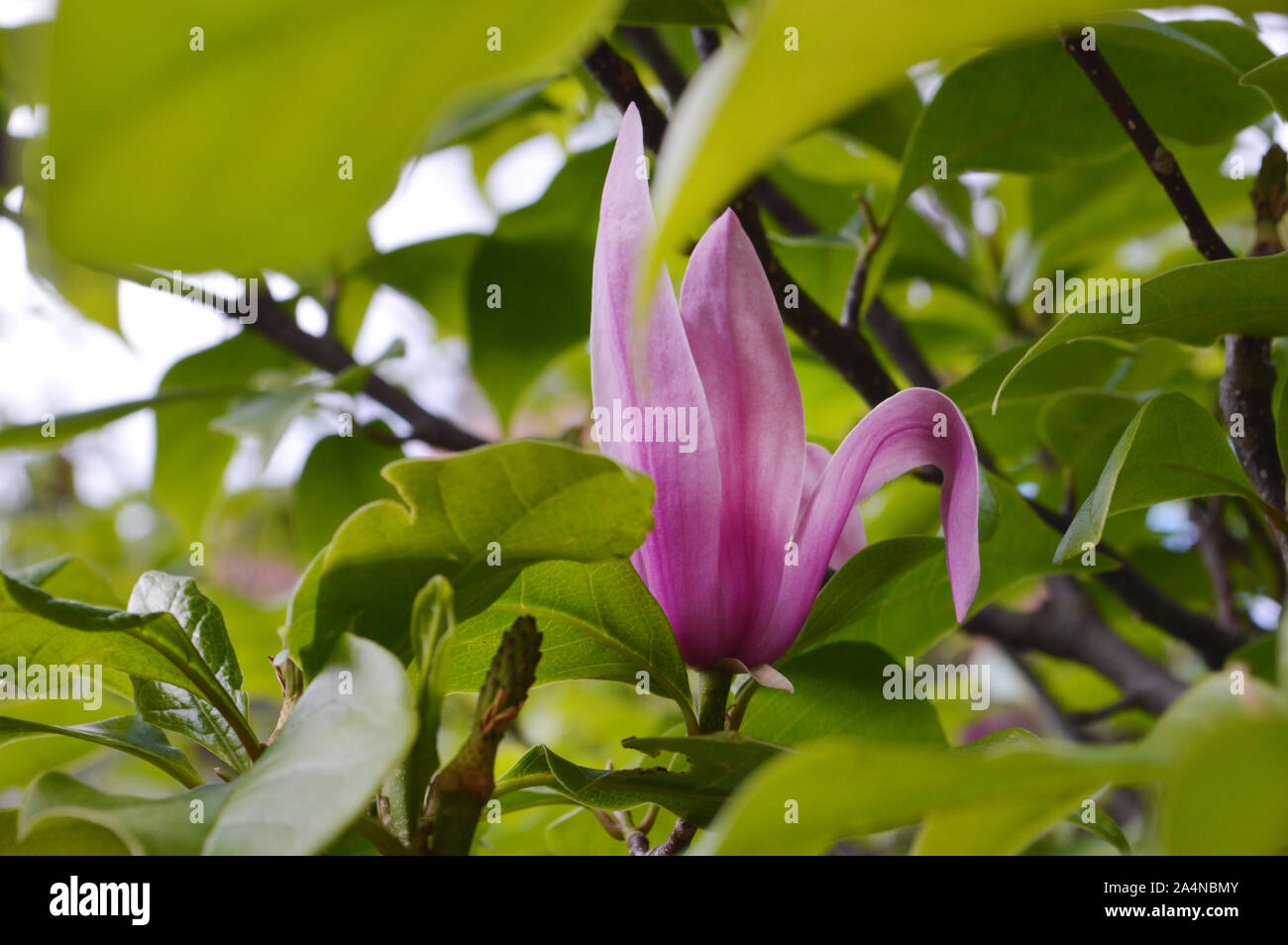 Beautiful Magnolia Flower on Magnolia Tree Stock Photo - Alamy