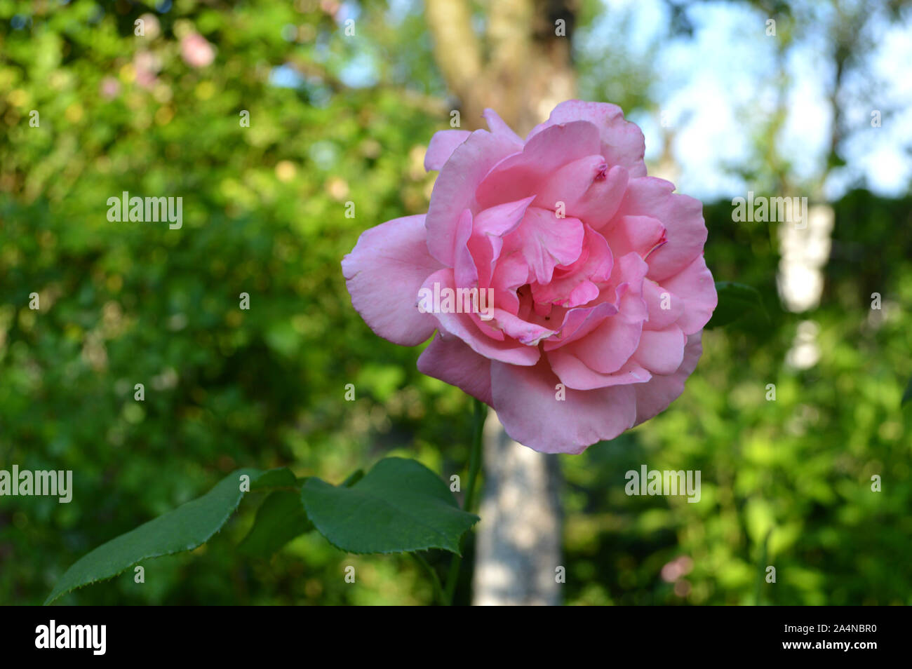 Beautiful pink rose flower in garden Stock Photo - Alamy