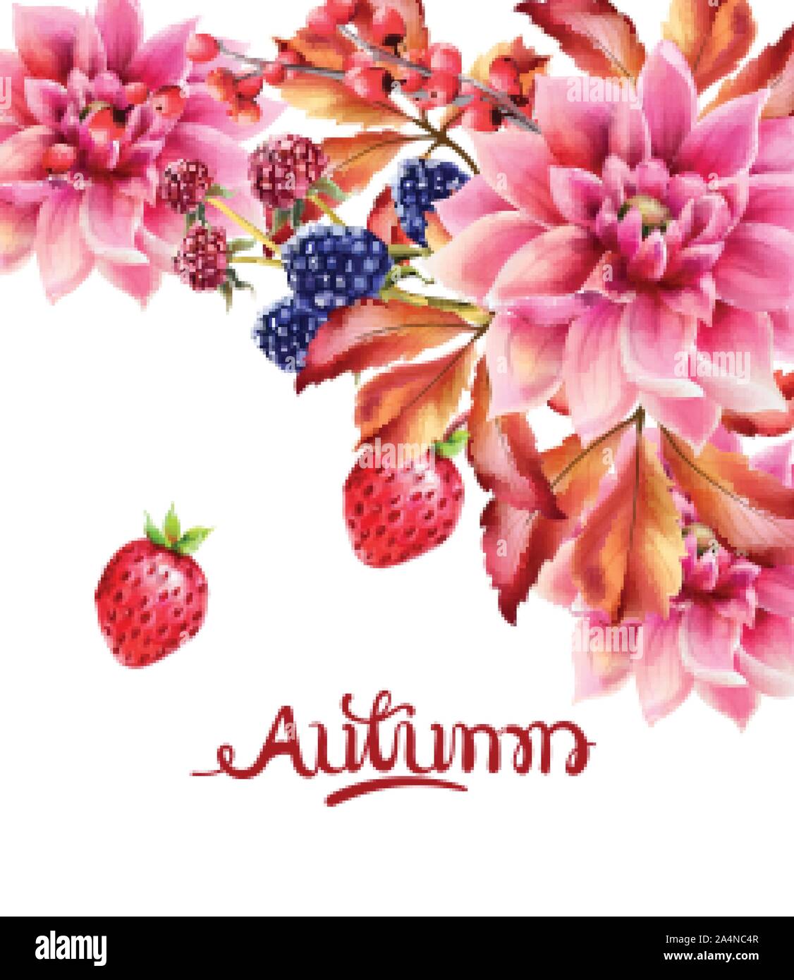 Autumn berries and flowers bouquet vector. Isolated background Stock ...