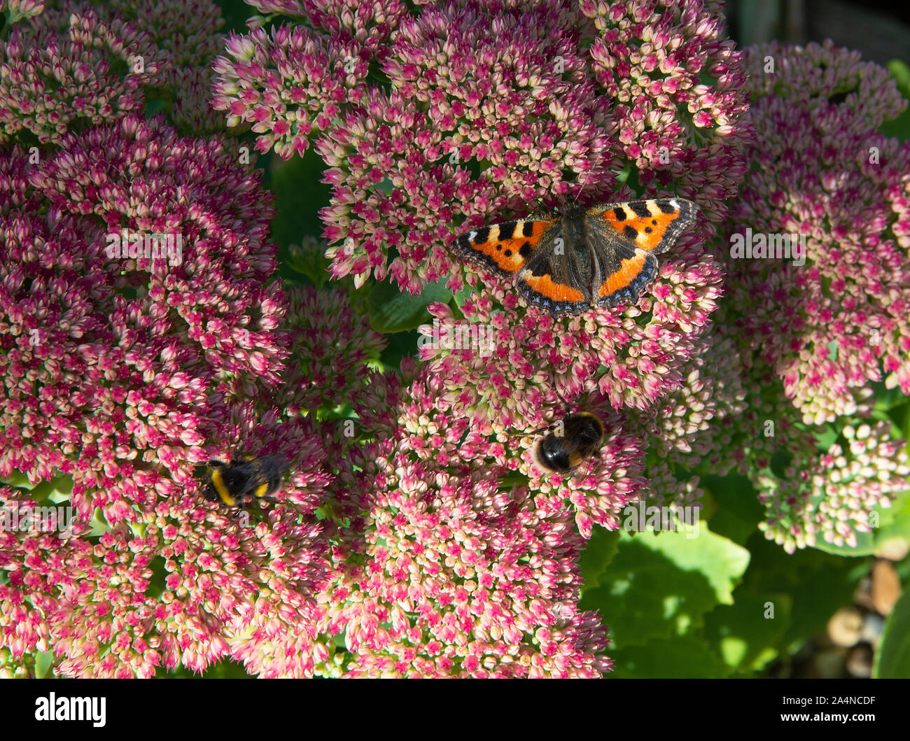 Flower border butterfly hi-res stock photography and images - Alamy