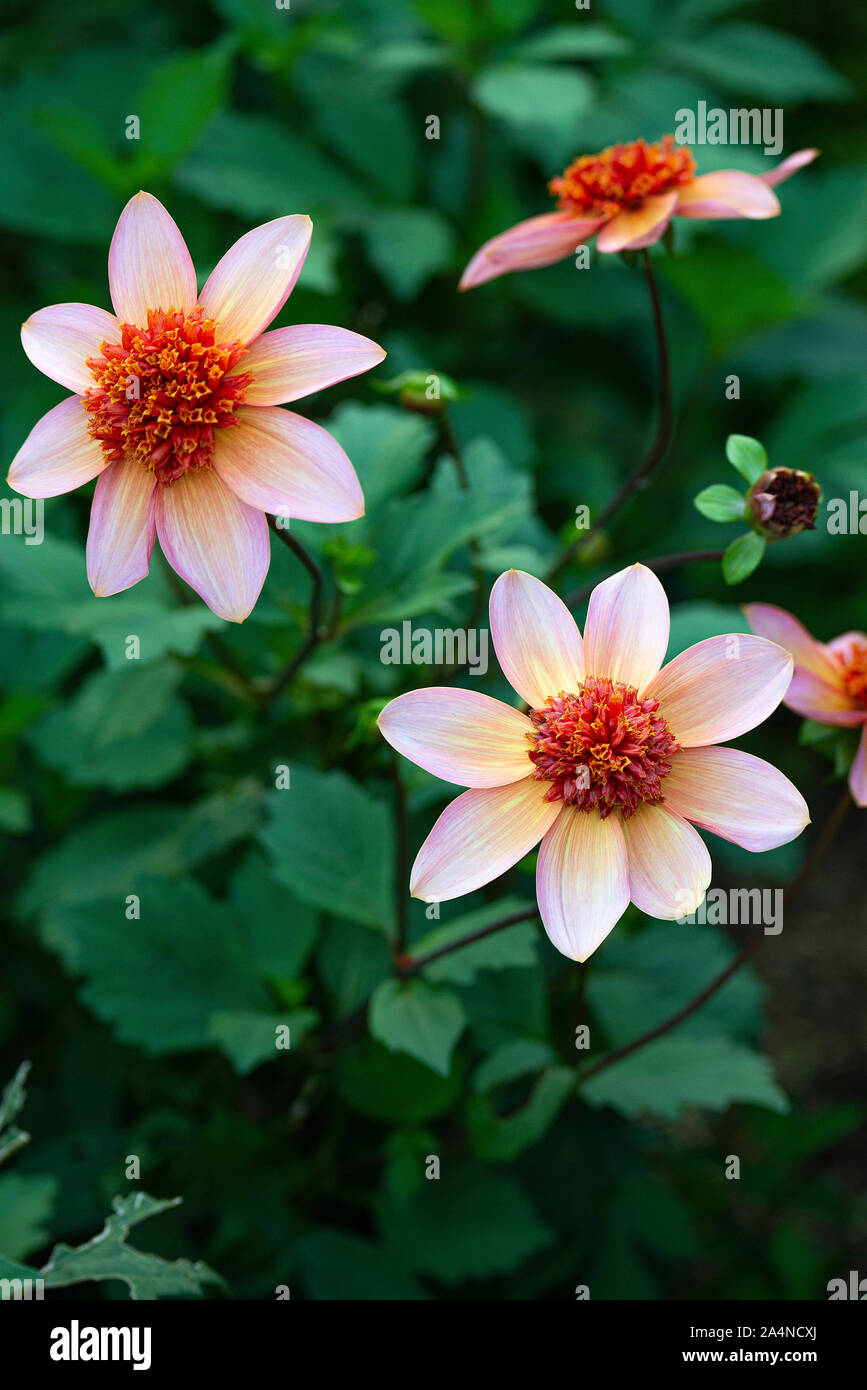 Long stemmed flowers hi-res stock photography and images - Alamy