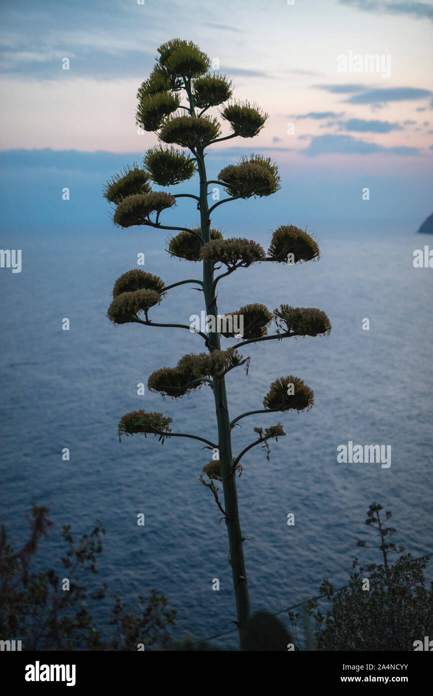 Tree over water coast hi-res stock photography and images - Alamy
