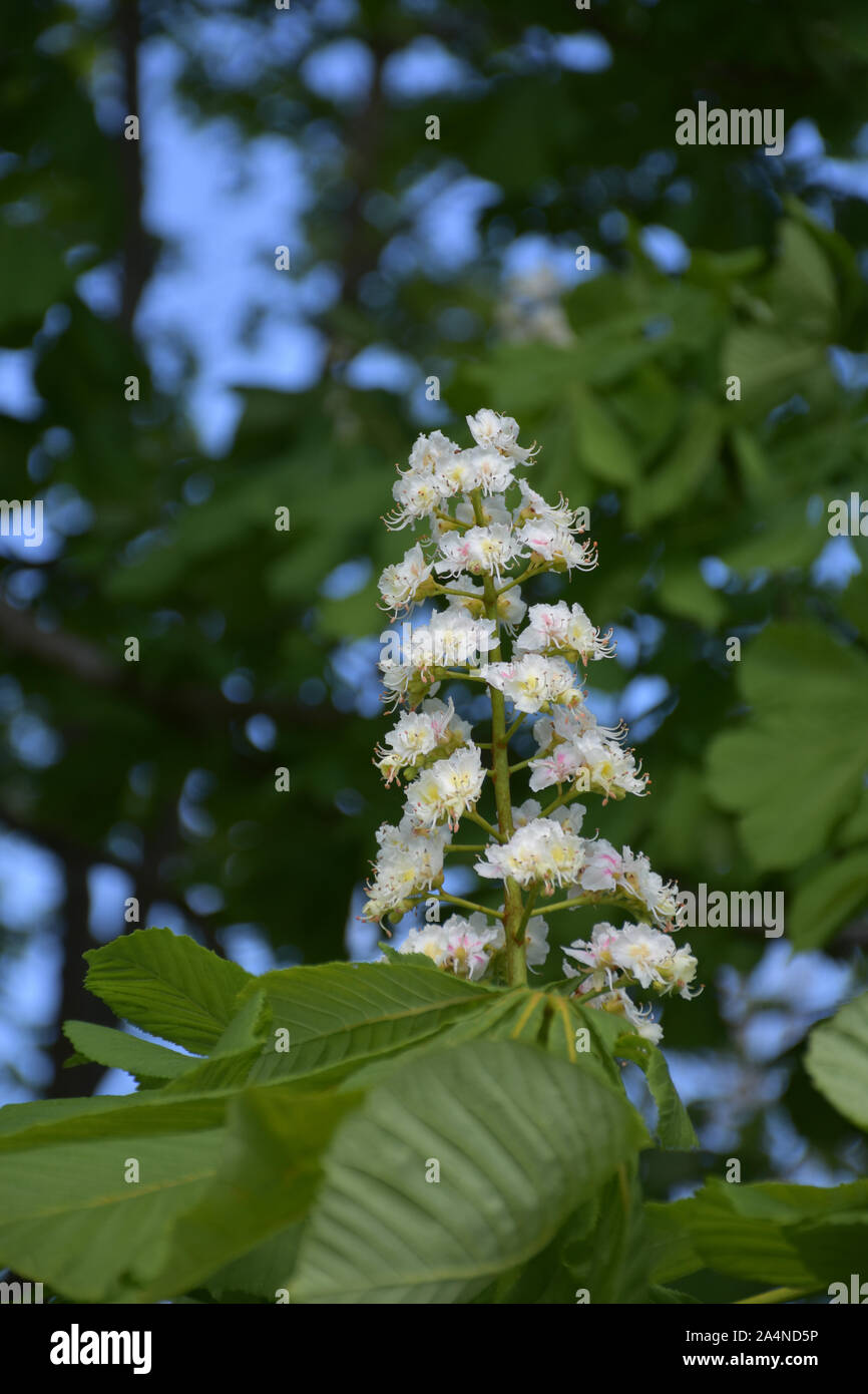 Spring with a flowering conker tree in England Stock Photo - Alamy