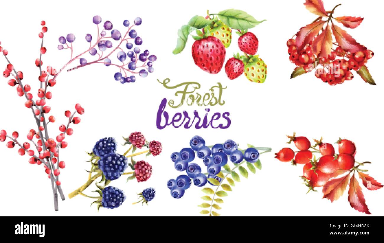 Autumn wild forest berries and flowers wreath bouquet vector Stock ...