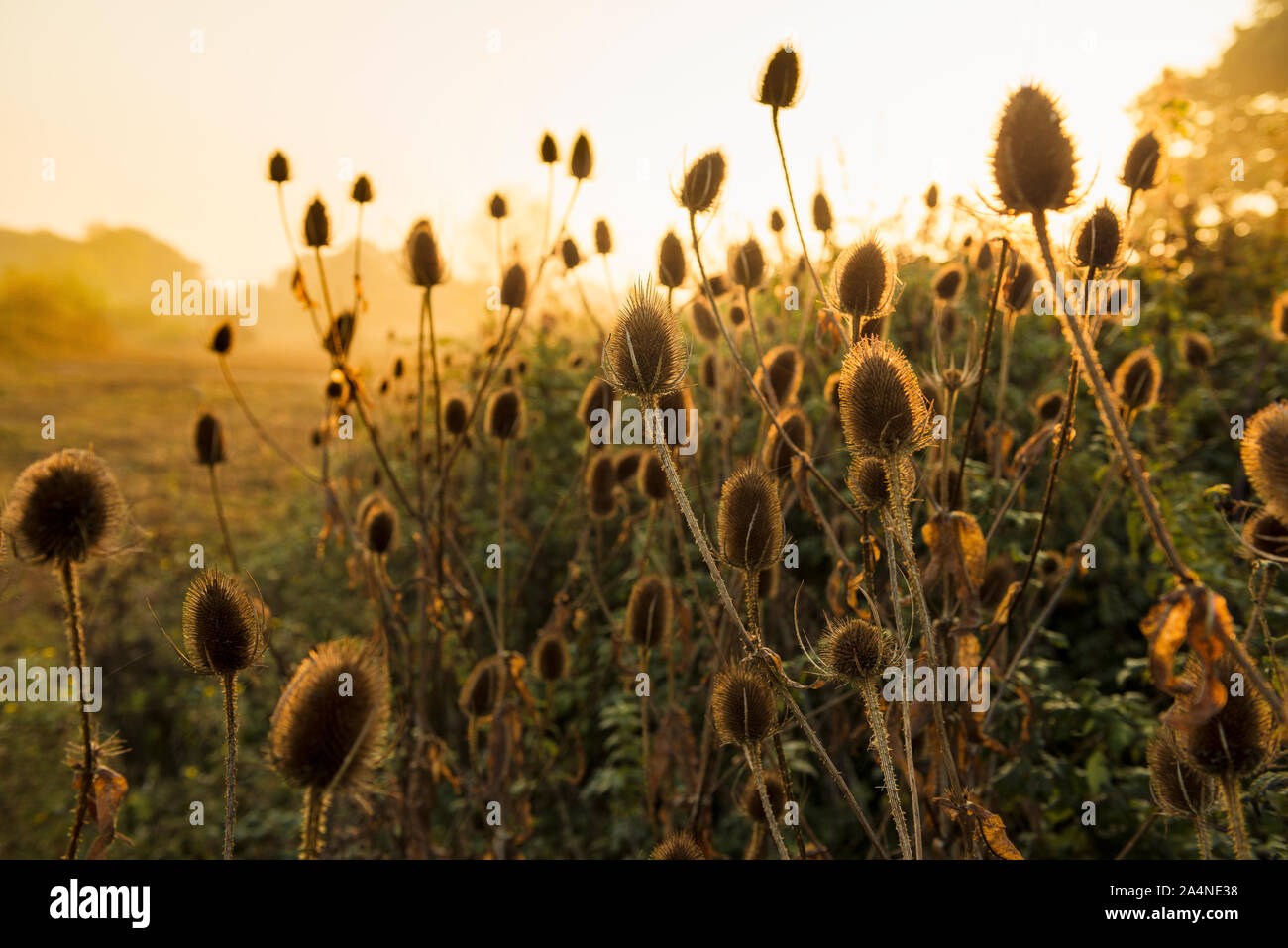 Teasel family hi-res stock photography and images - Alamy