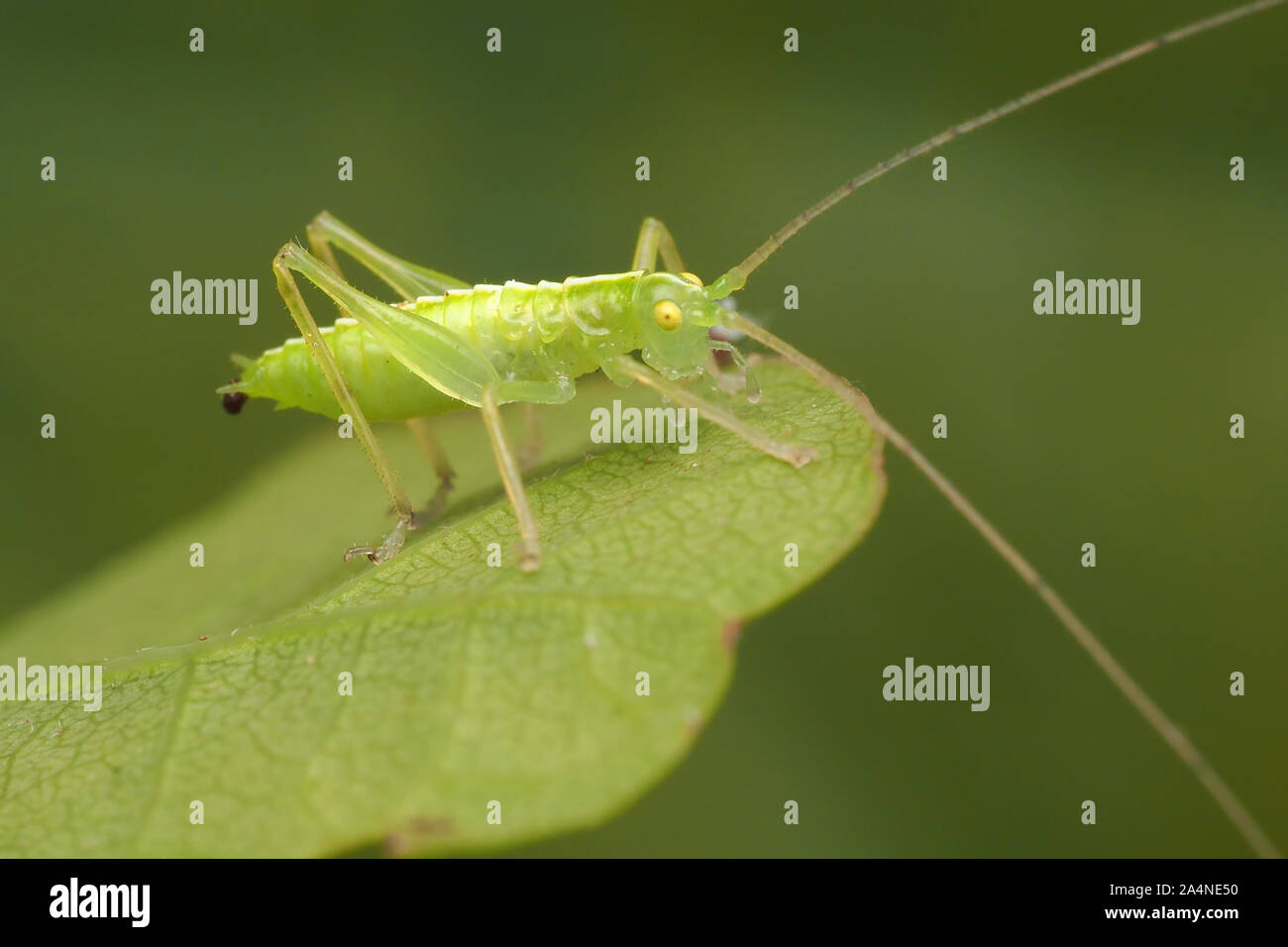 Oak nymph hi-res stock photography and images - Alamy