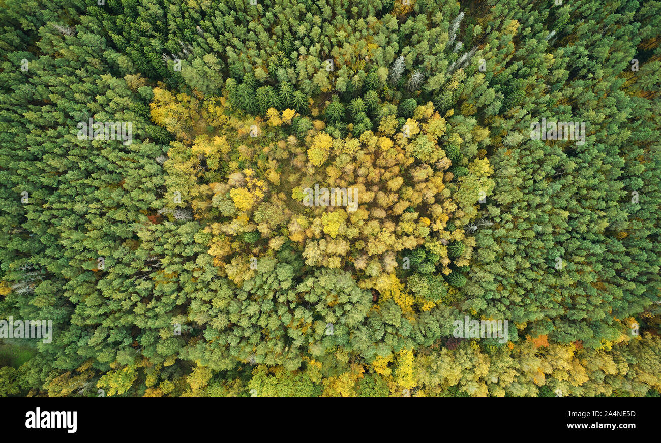 Top View Red Maple Tree High Resolution Stock Photography and Images ...