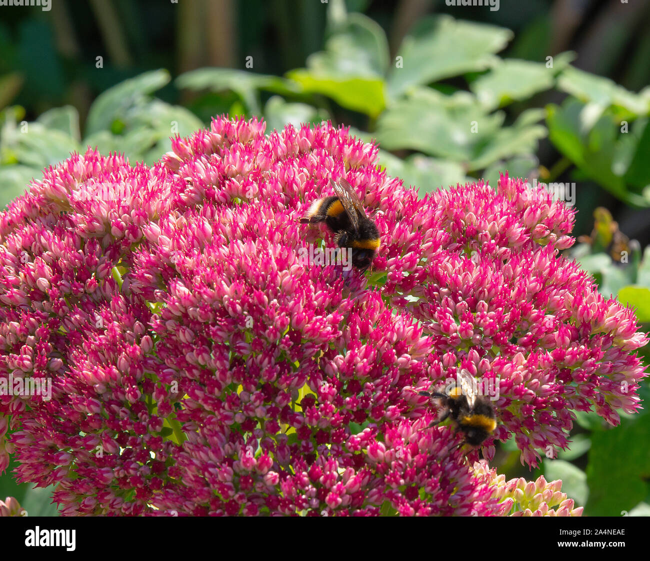 A Buff-Tailed Bumblebee Feeding on Nectar on a Sedum Flower Head Autumn ...
