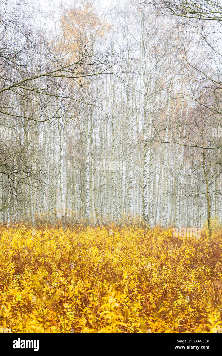 Birch forest hi-res stock photography and images - Alamy