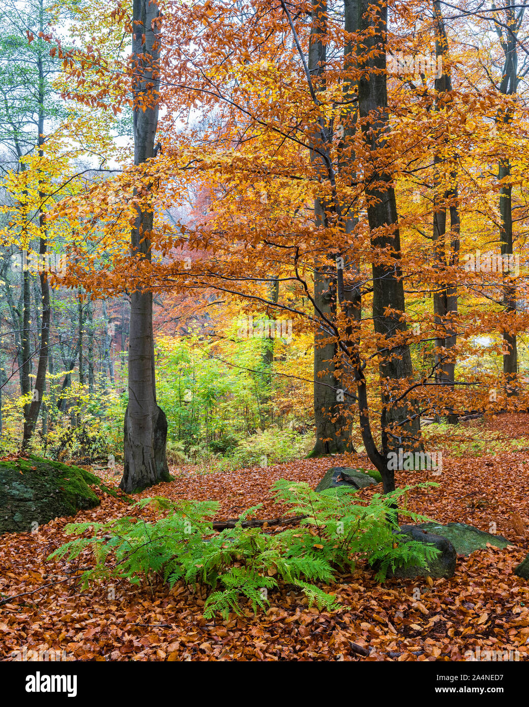 Ferns in autumn colours hi-res stock photography and images - Alamy