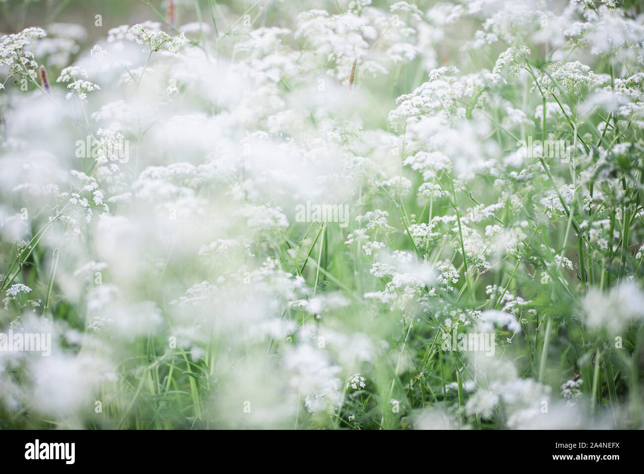 Meadow of white flowers Stock Photo - Alamy