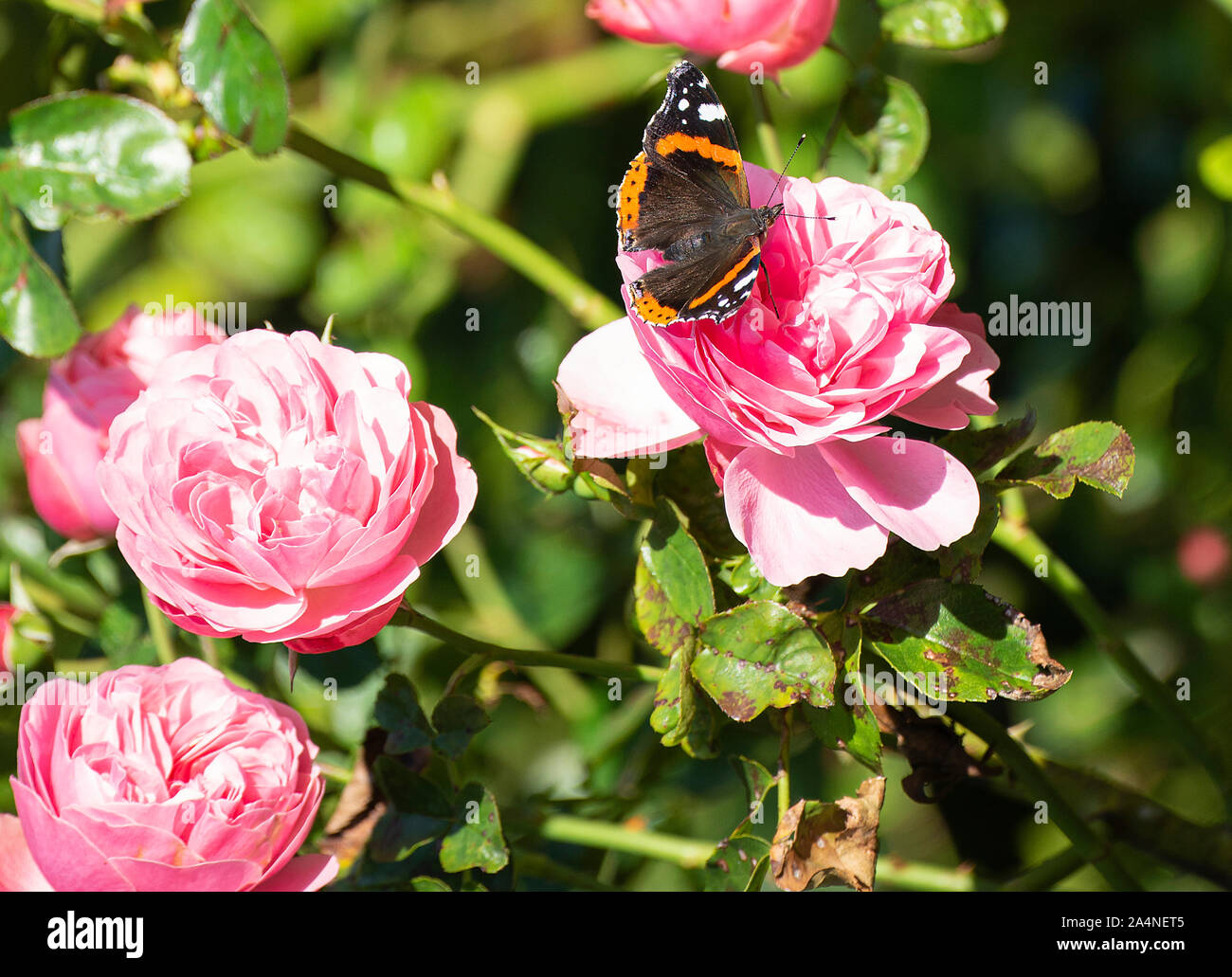 Pink Rose And Butterfly