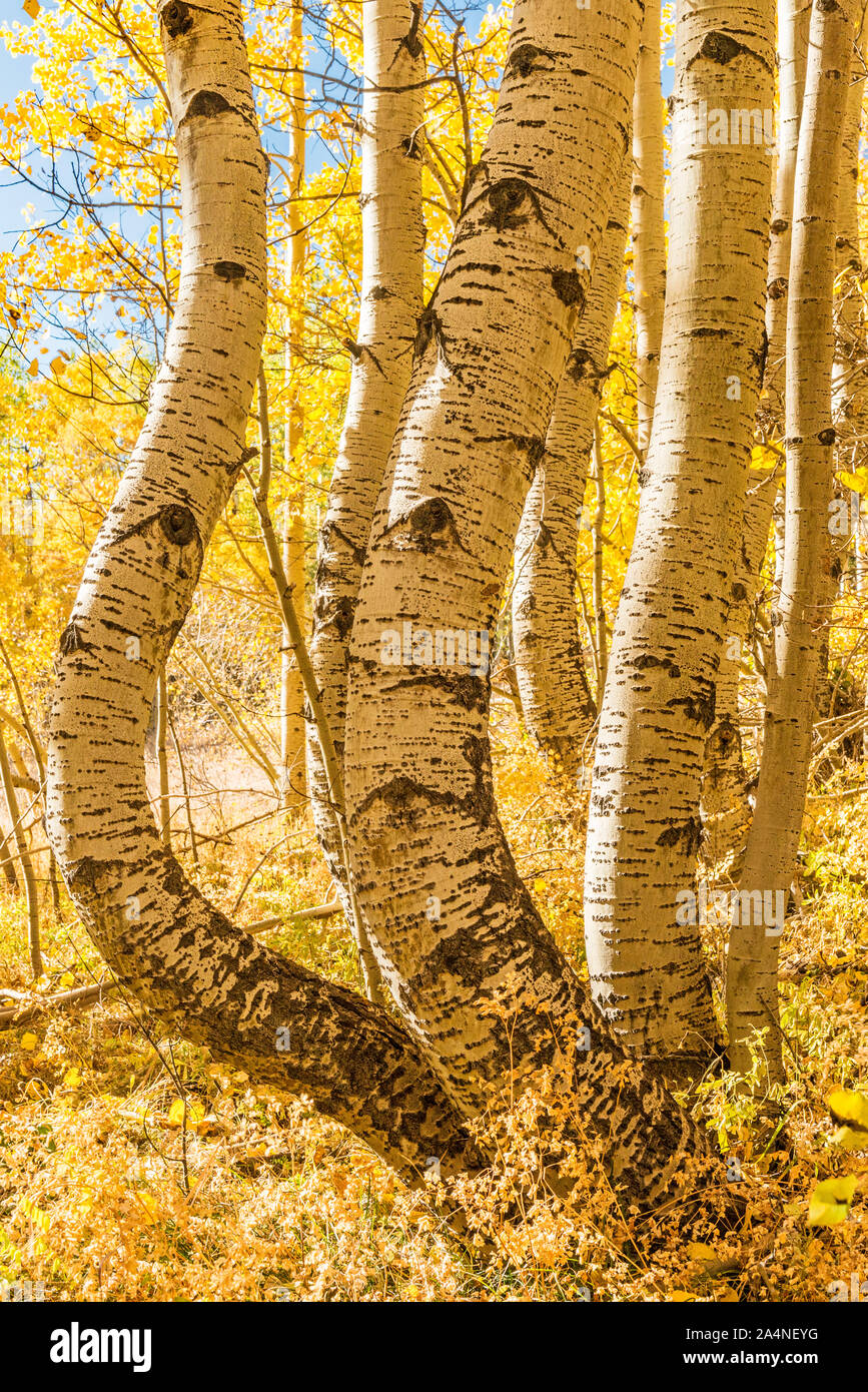 Stand on trees hi-res stock photography and images - Alamy