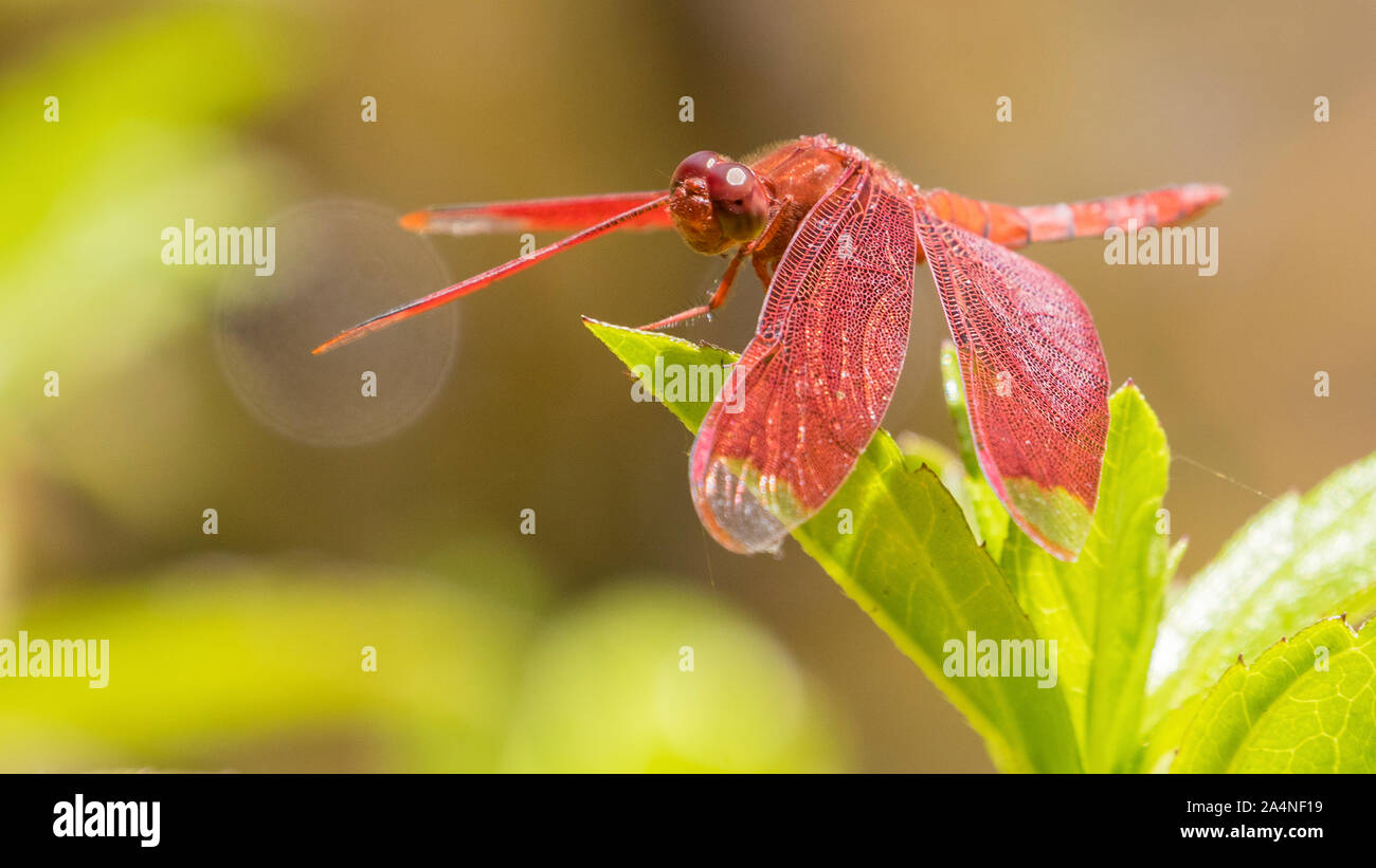 Dragonfly day hi-res stock photography and images - Alamy