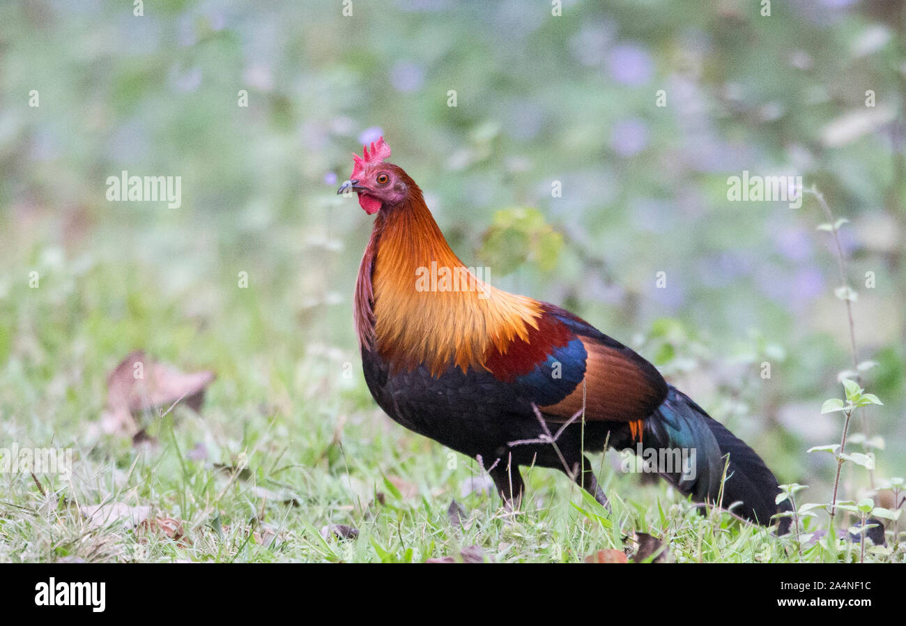 Multi colored rooster hi-res stock photography and images - Alamy