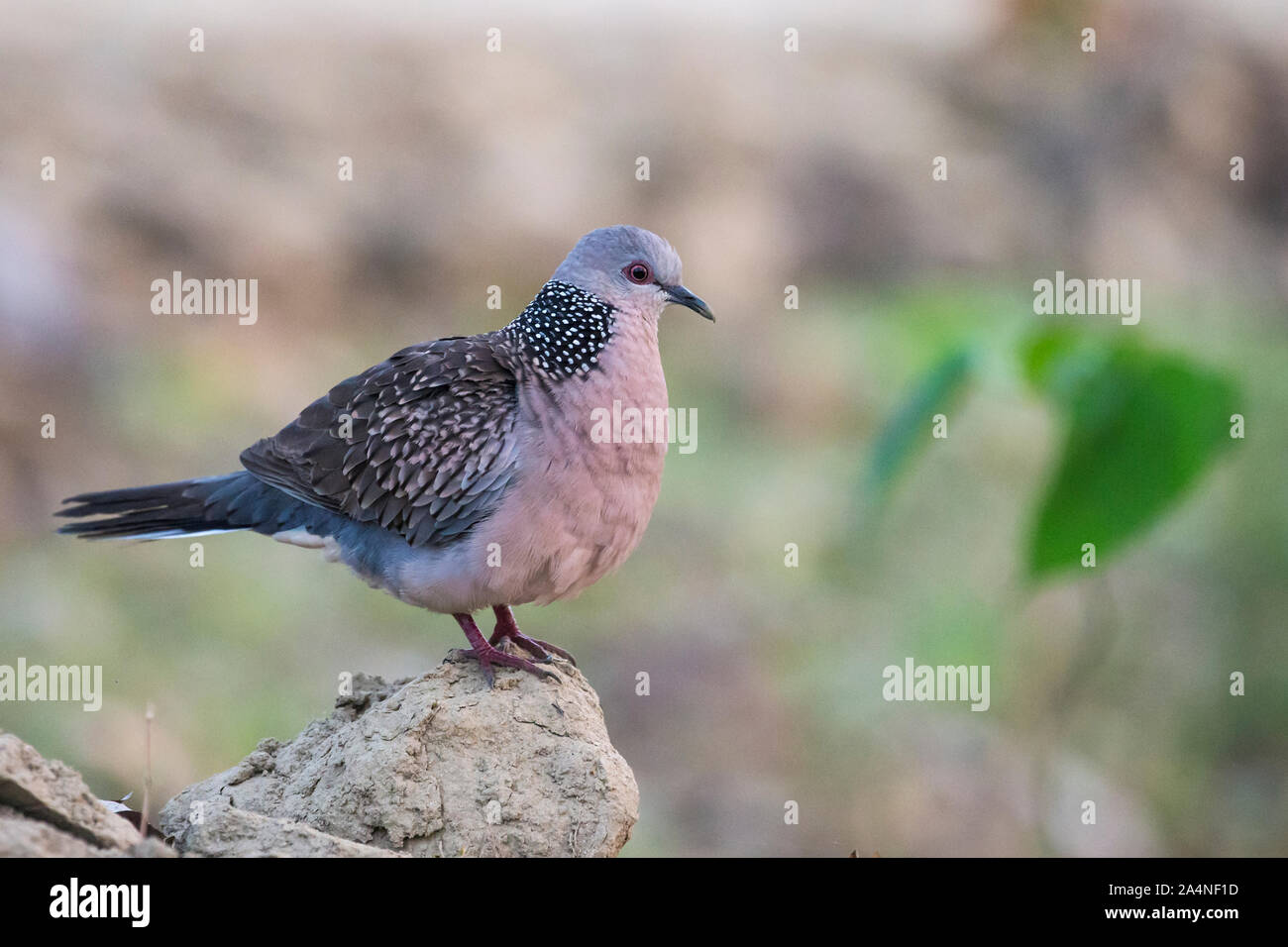 Focus on stone hi-res stock photography and images - Alamy