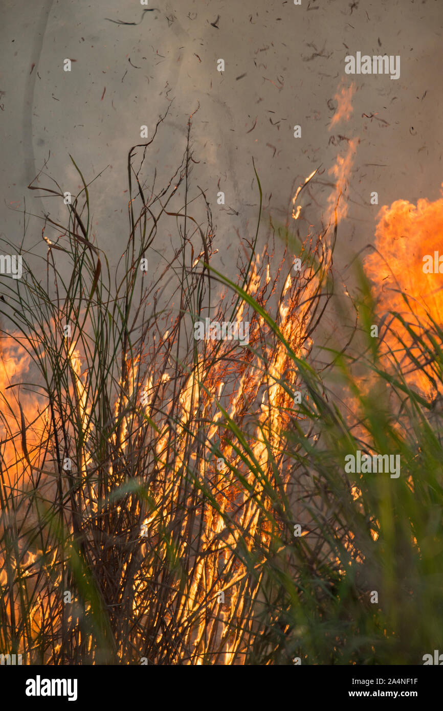 Bushes in fire Stock Photo - Alamy
