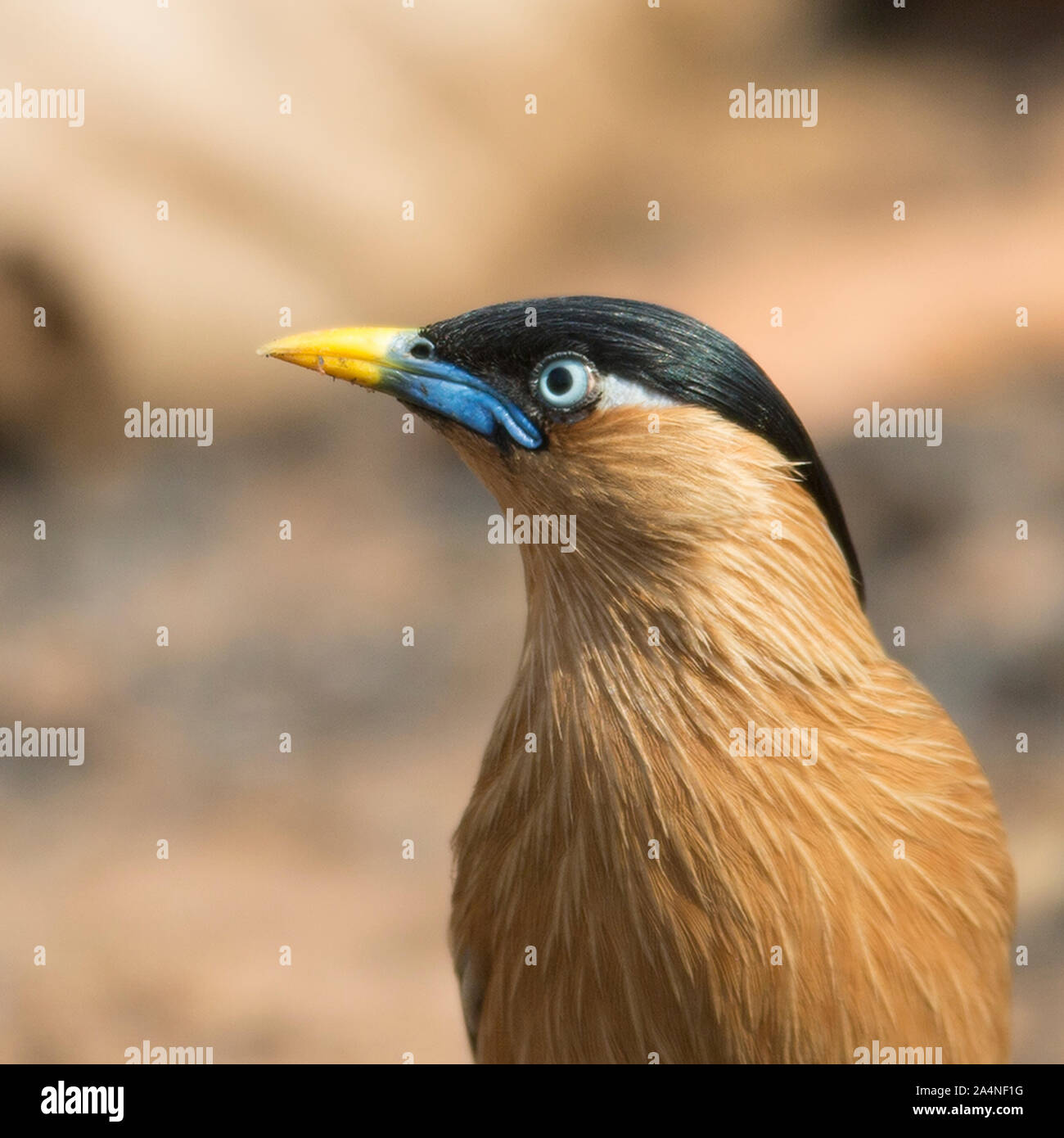 Bird looking away Stock Photo - Alamy