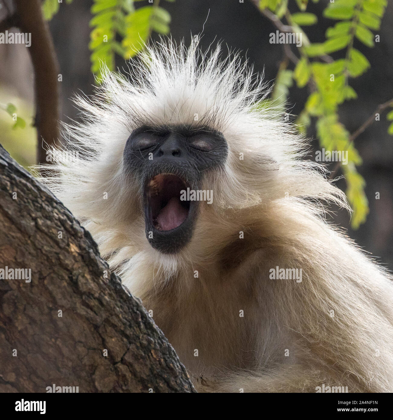 Black monkey eyes hi-res stock photography and images - Alamy