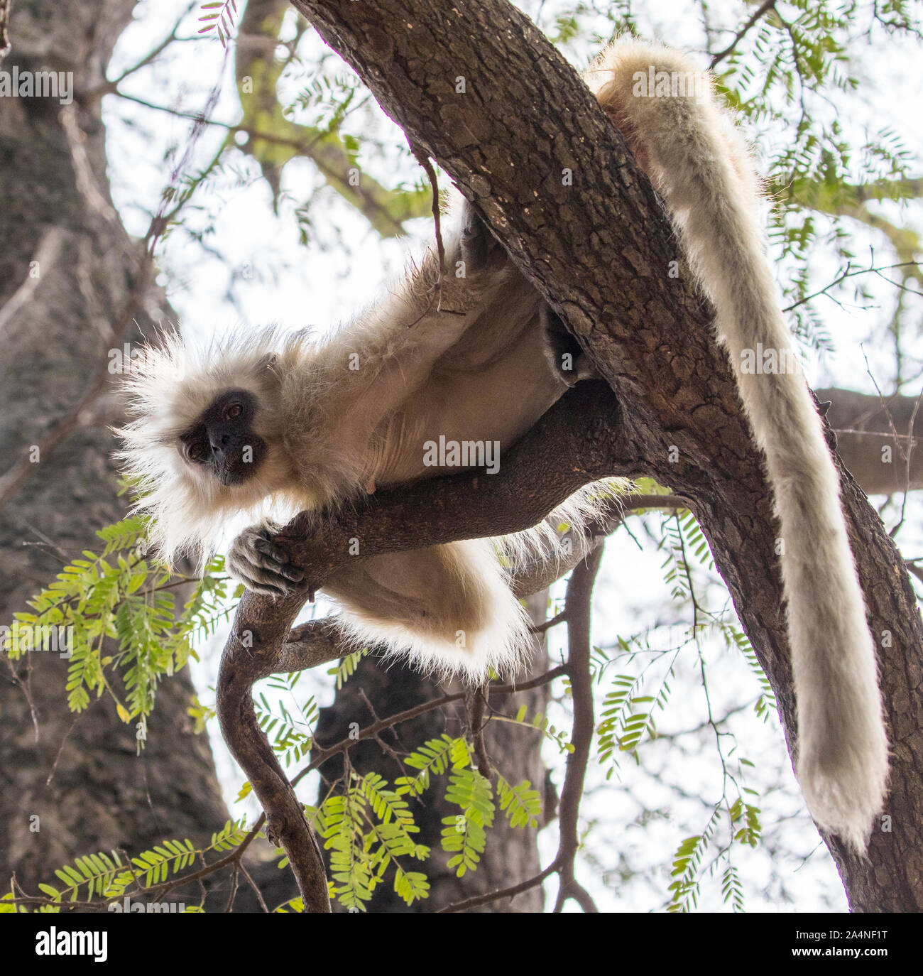 Monkey on tree Stock Photo - Alamy