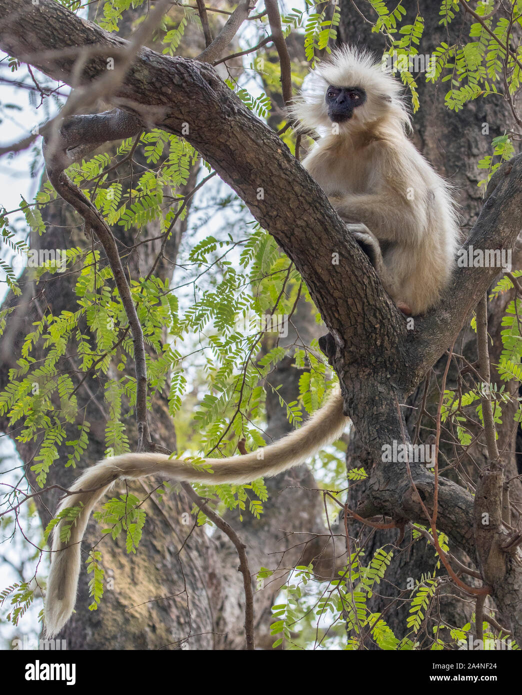 Monkey tall tree hi-res stock photography and images - Alamy