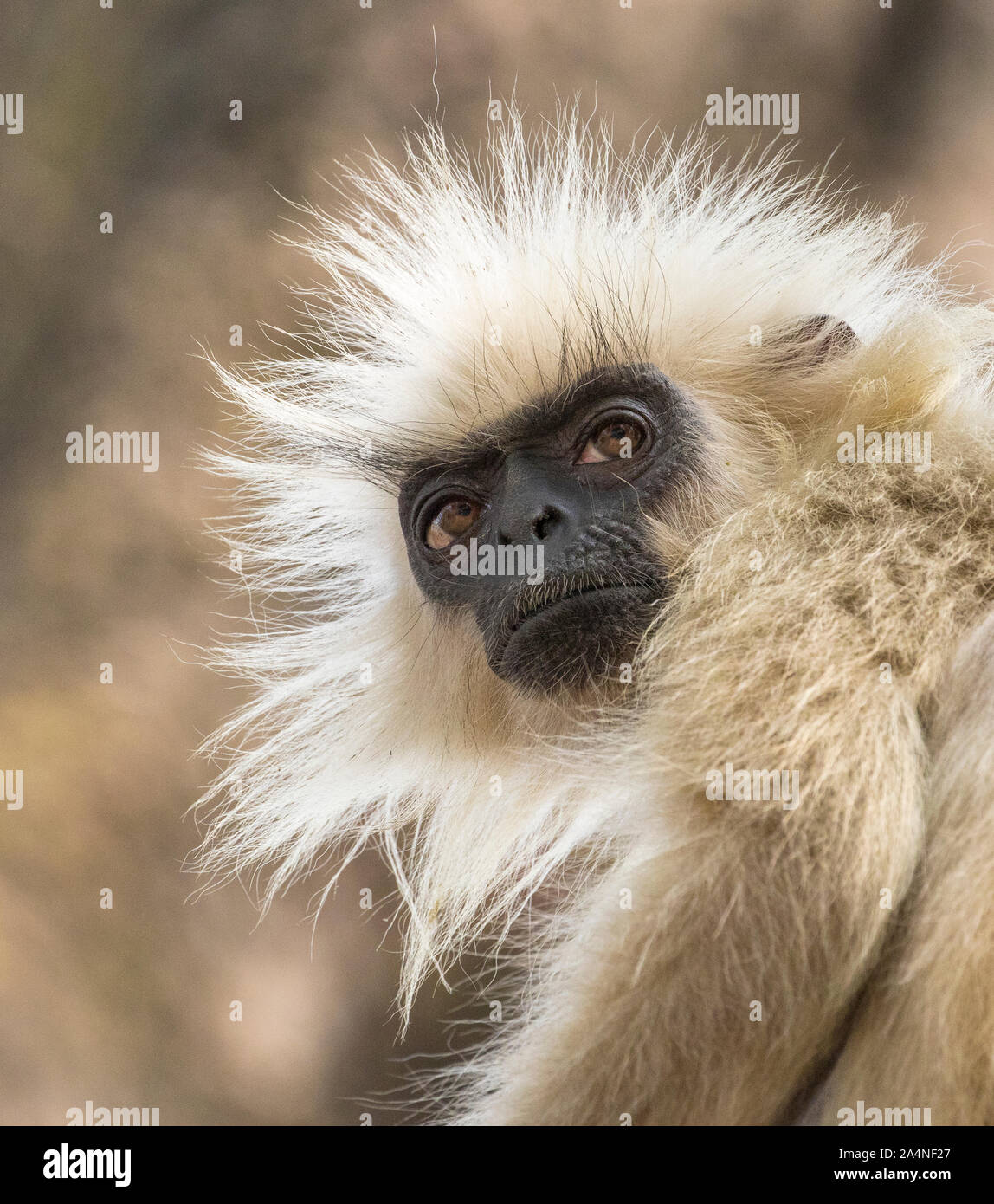 Monkey in tree in india hi-res stock photography and images - Alamy