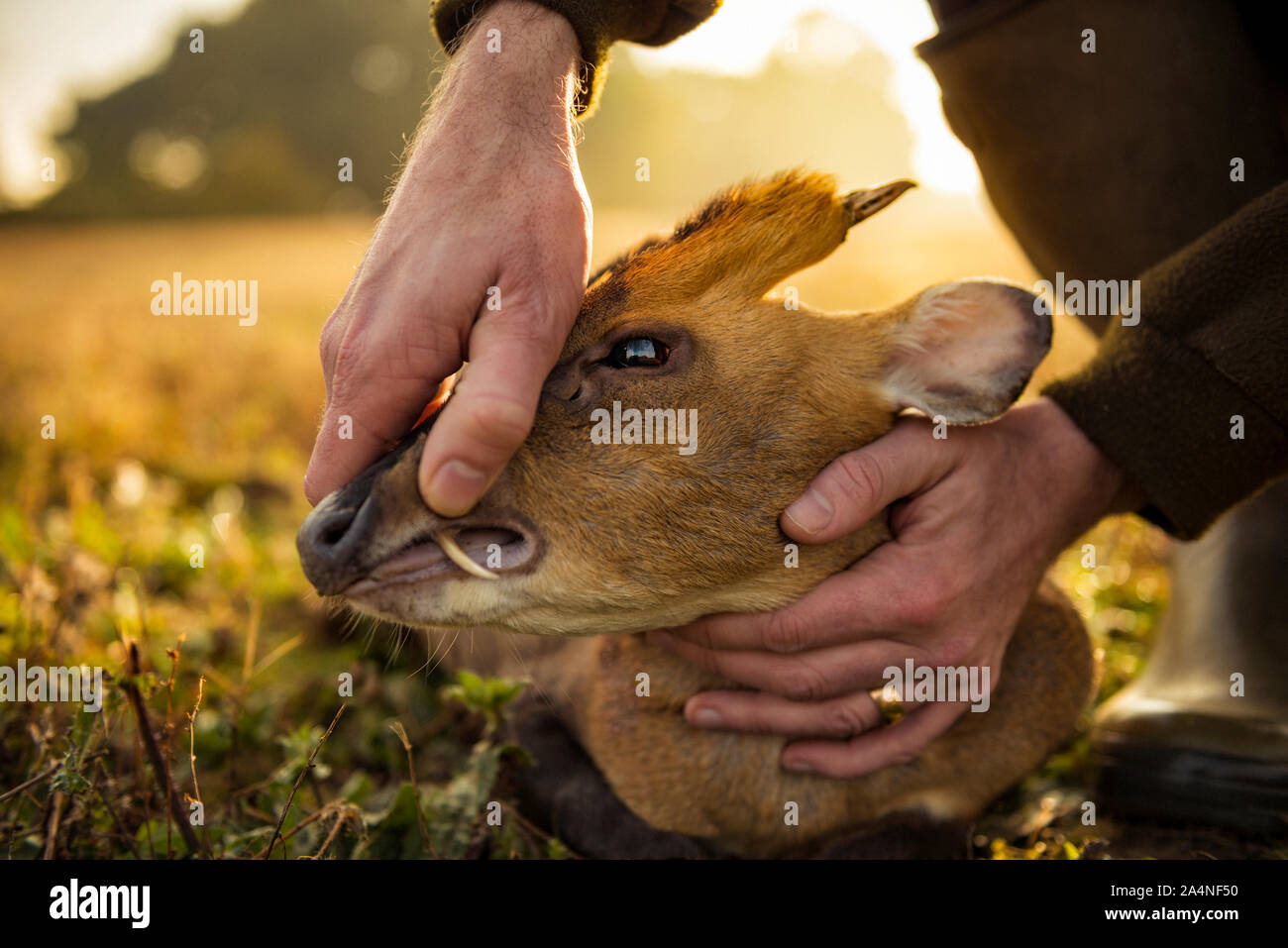 Hunter showing deer tooth Stock Photo - Alamy