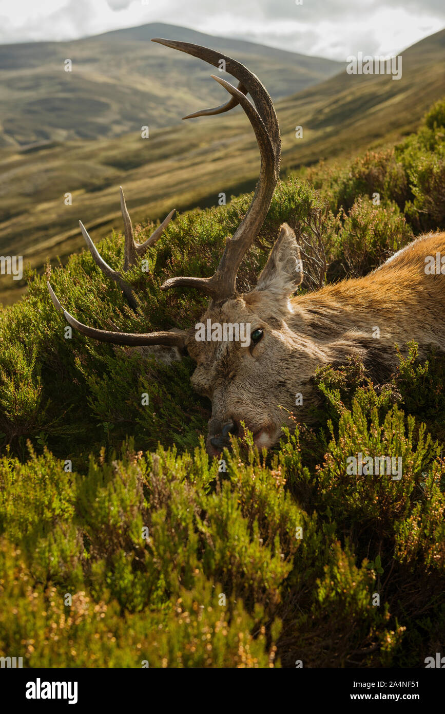Dead deer hi-res stock photography and images - Alamy