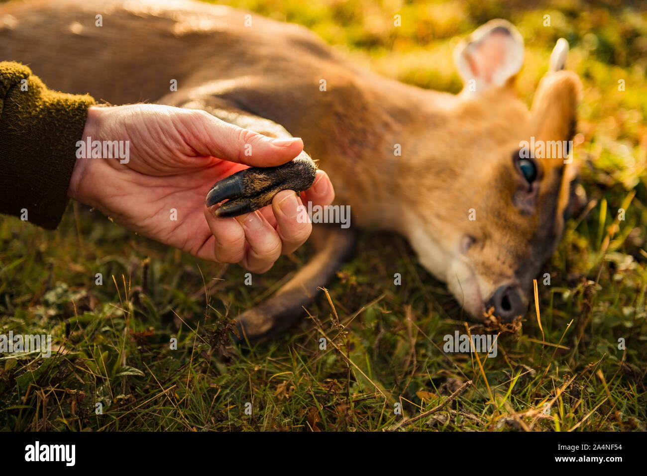 Hunter showing deer hoof Stock Photo - Alamy