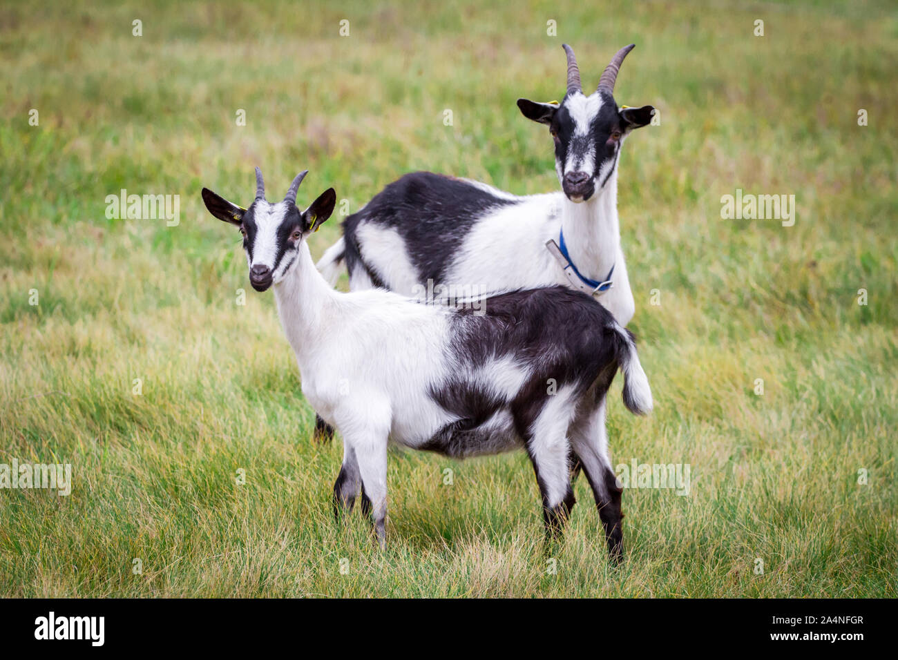 Peacock goats hi-res stock photography and images - Alamy